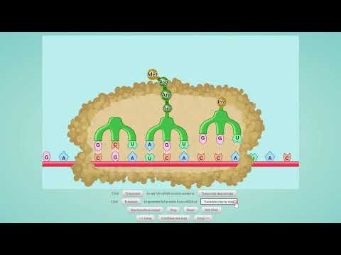 How is DNA 🧬 Used to Make Proteins?
