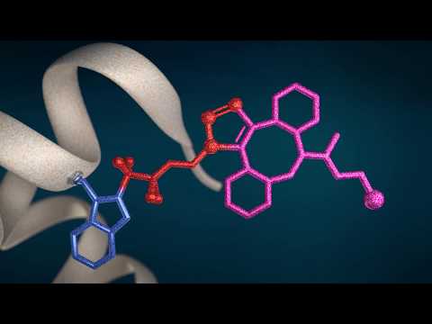 Site-selective bioconjugation of tryptophans