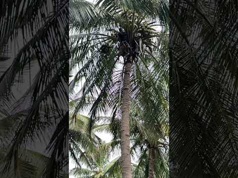 Coconut bunch falling from tree ultra slow motion