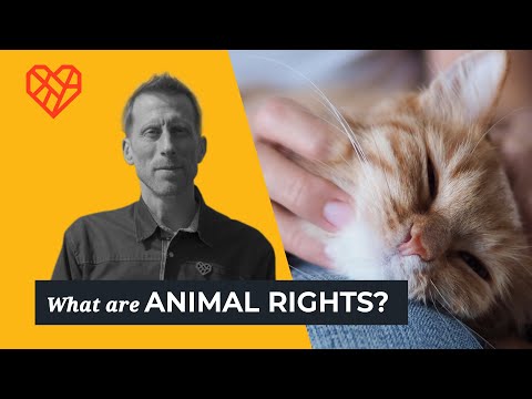 What Are Animal Rights?