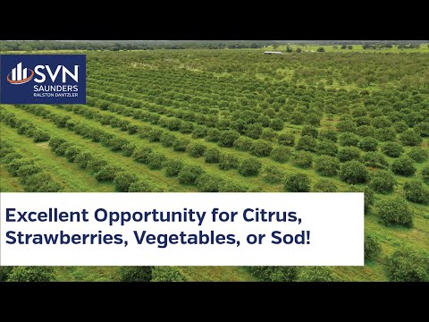 Roy Moore Road Grove | 153 ± AC | Producing Citrus Grove | Agricultural Land | FOR SALE in Ona, FL