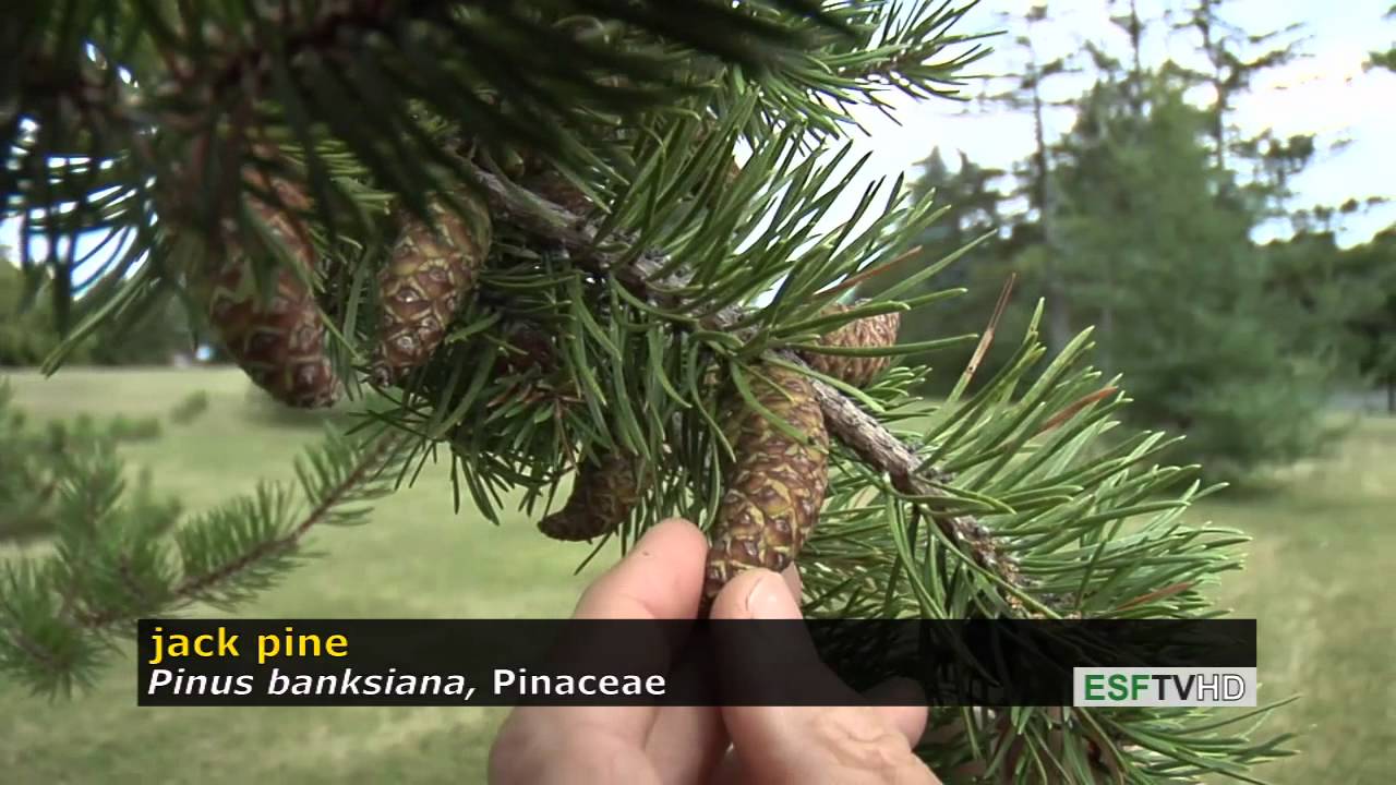 Trees with Don Leopold - jack pine