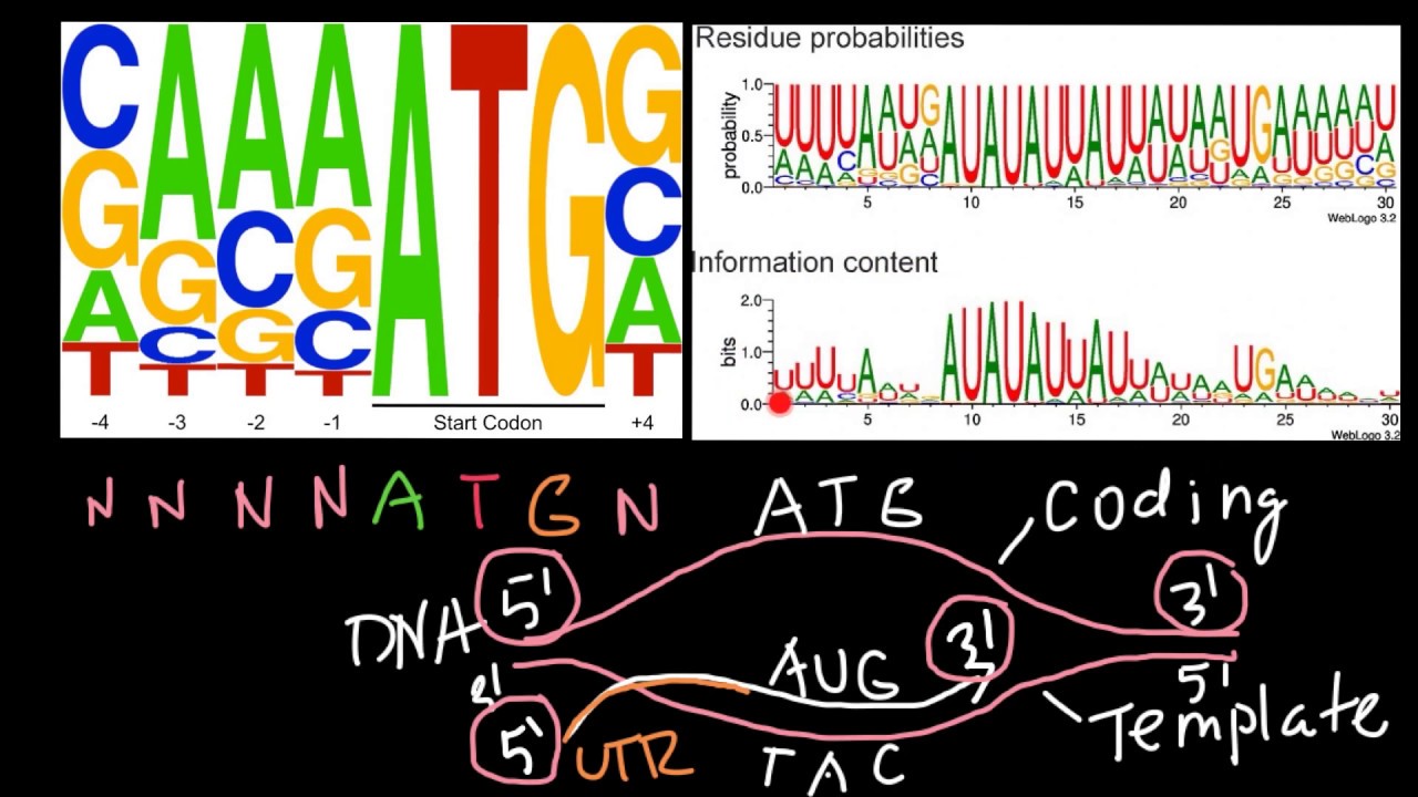 How to Understand Sequence Logos