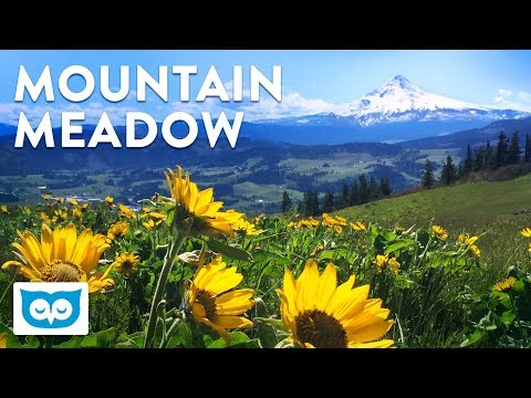 Relaxing Meadow and Mountain with Ambient Nature Sounds for Calming and Focus