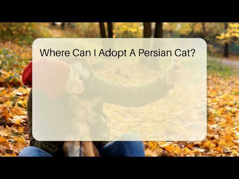 Where Can I Adopt A Persian Cat? - PetGuide360.com