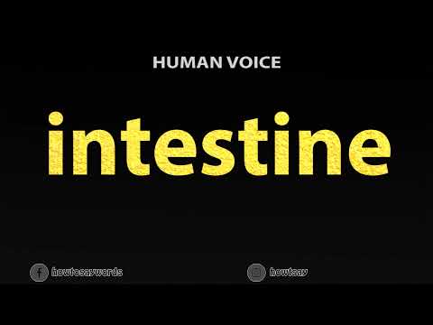 How To Pronounce intestine