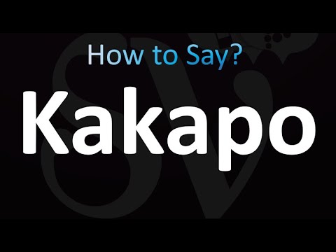 How to Pronounce Kakapo (correctly!)