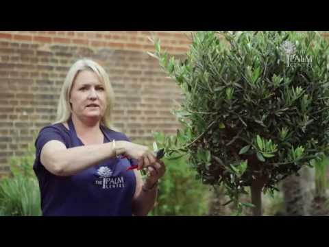 How to Prune an Olive Tree