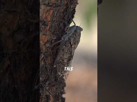 masters of disguise can you spot the hidden animal