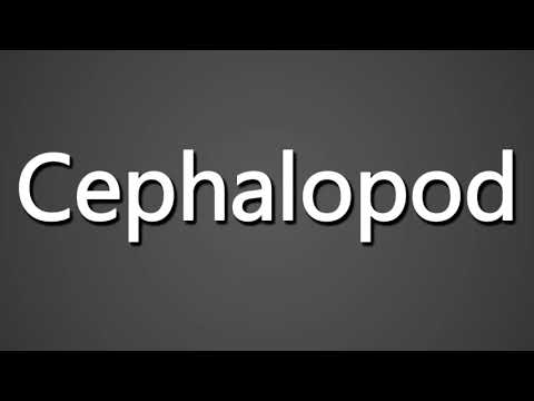 How to Pronounce Cephalopod