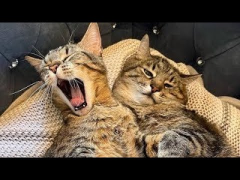 Funny Cats of the Internet || Videos funny cat #6
