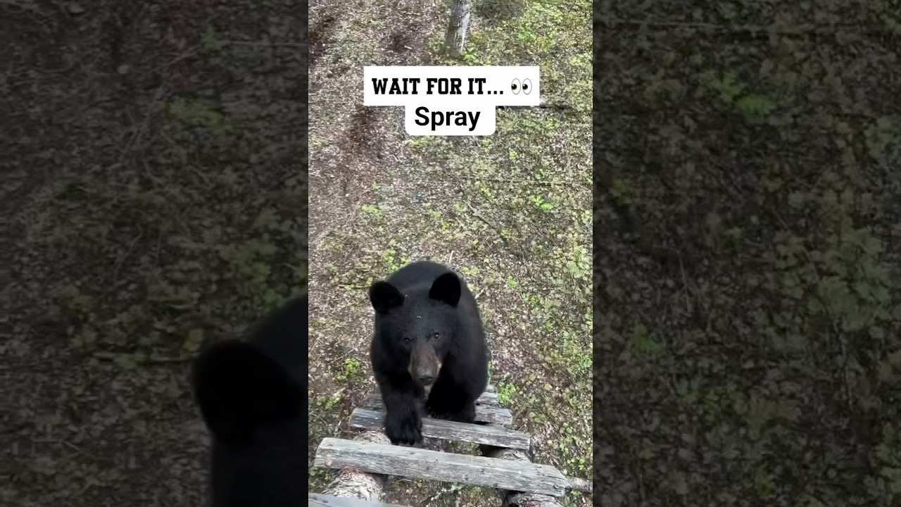 Wait for it…I guess bear spray does work 👀