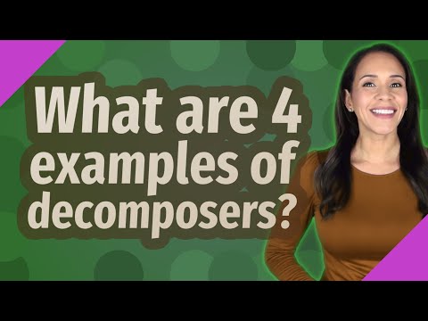 What are 4 examples of decomposers?