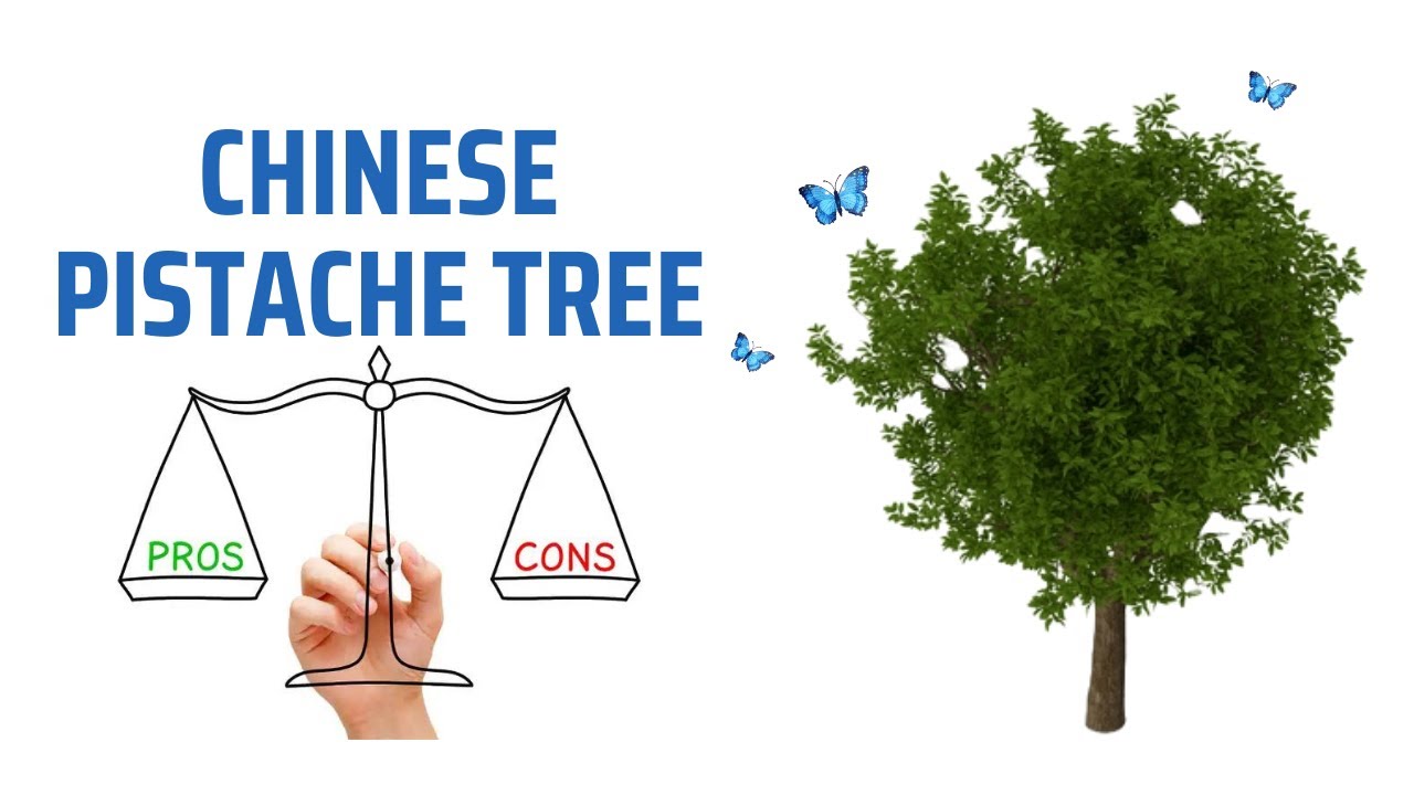 Chinese Pistache Tree Pros and Cons: Complete Care & Growth Guide  #gardening #plantfacts