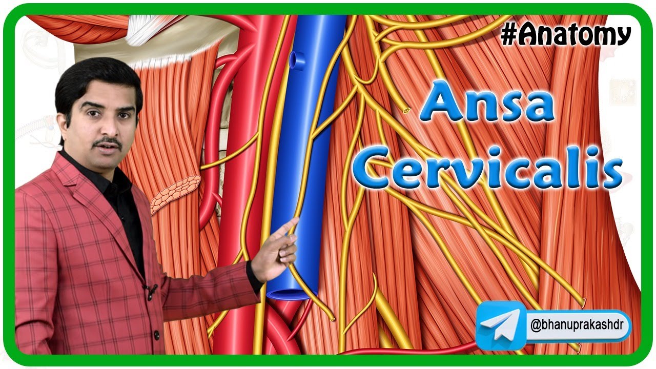 Ansa Cervicalis Anatomy 3D Animation / Ansa hypoglossi : Dr G Bhanu Prakash