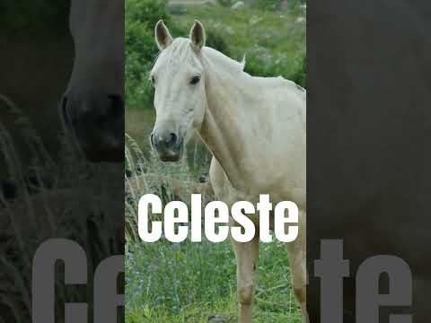 AtoZ Female Horse Names! #shorts #names #horse