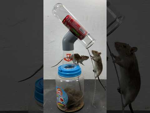 Simple homemade mouse trap idea using plastic bottles // Mouse trap 2 #rattrap #rat #mousetrap
