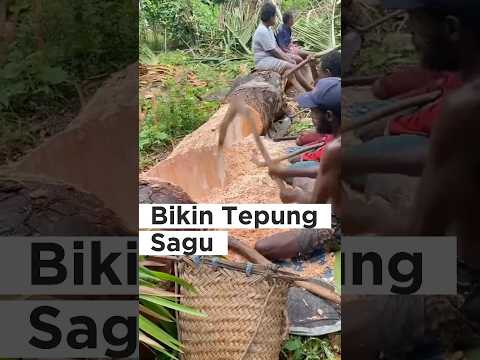 Unik Banget‼️Proses Tradisional Bikin Tepung Sagu⁉️🤔 #shorts #viralvideos