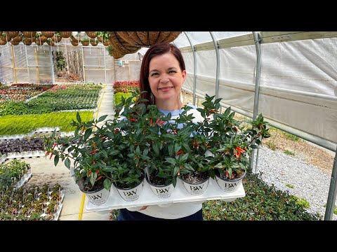 Flowering Annuals to Attract Hummingbirds | Gardening with Creekside