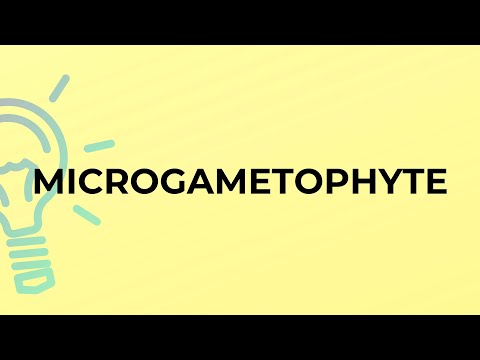 What is the meaning of the word MICROGAMETOPHYTE?