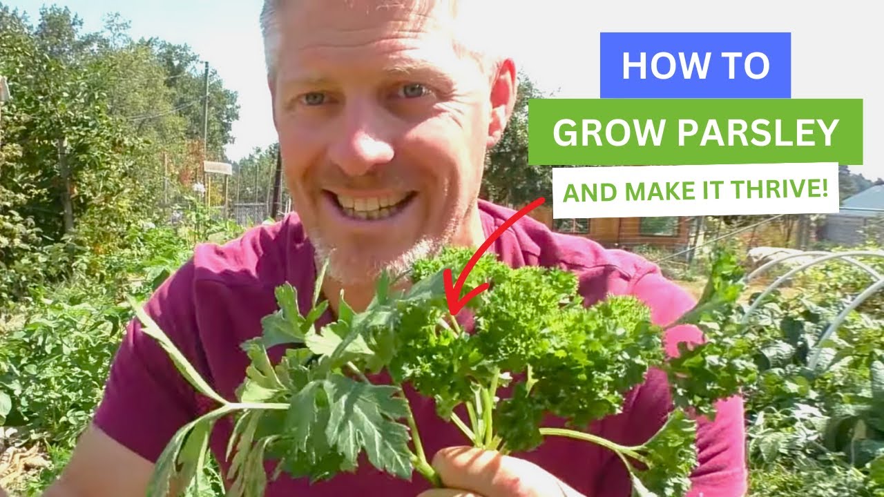 How To Grow Parsley And Make It Thrive!