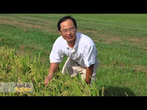 Scientists to help farmers grow organic rice