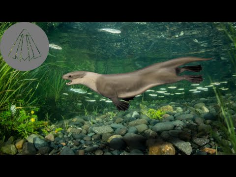 The Evolution of Seals