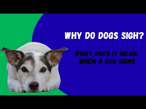 Why Do Dogs Sigh? | what does it mean when a dog sighs deeply