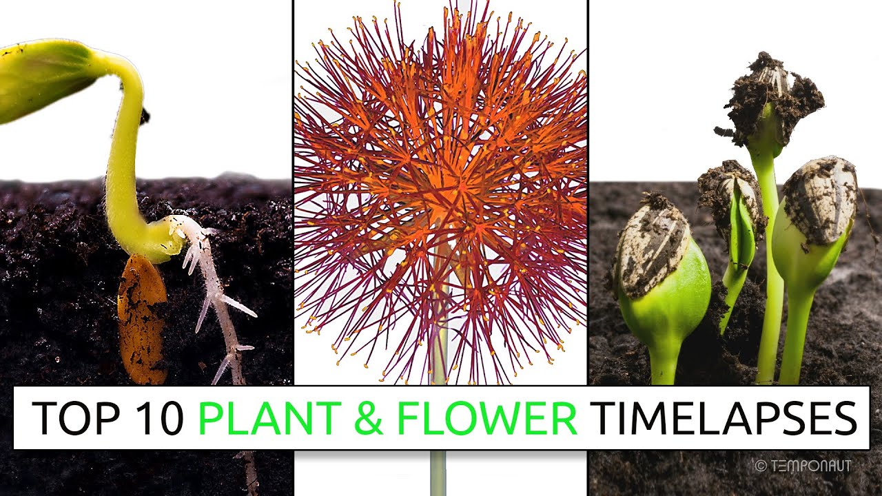 Top 10 Plant and Flower Timelapses