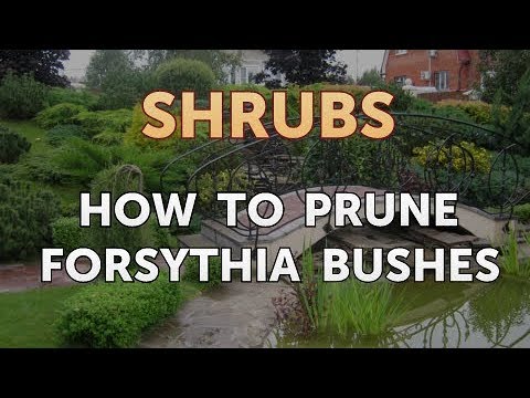How to Prune Forsythia Bushes