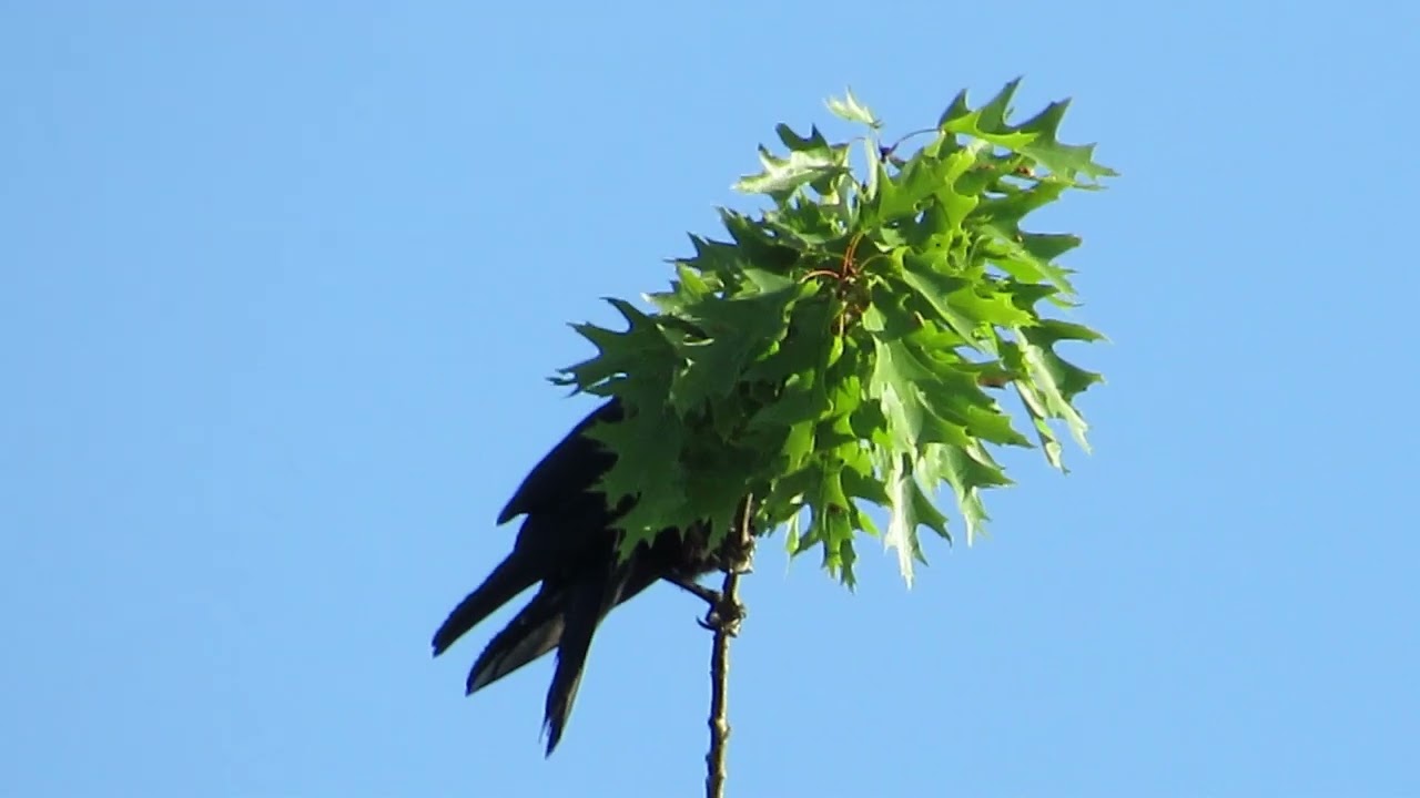 Crow Swinging on Oak Tree Branch