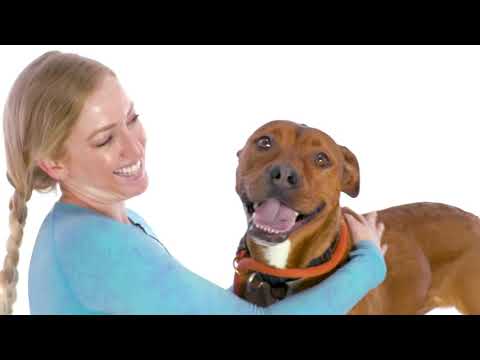 Adopt Tawney at NKLA