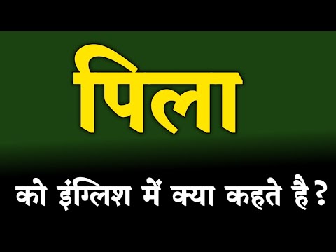 पिला को इंग्लिश में क्या कहते हैं।Pila ko english me kya kahte hai.Pila meaning in english