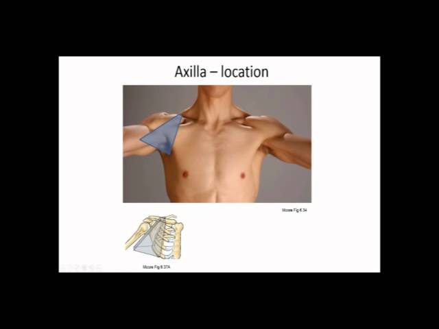 Understanding the Axilla: Anatomical Spaces and Their Importance ...