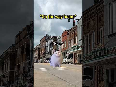 CAT MEMES π± Your Superpower Went Wrong... #catmemes #relatable When you have superpower...