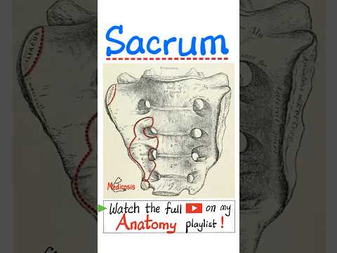 Anatomy of the sacrum - Vertebral Column (Spine)- Part #1 ...#surgery #anatomy #biology #nurse #doc