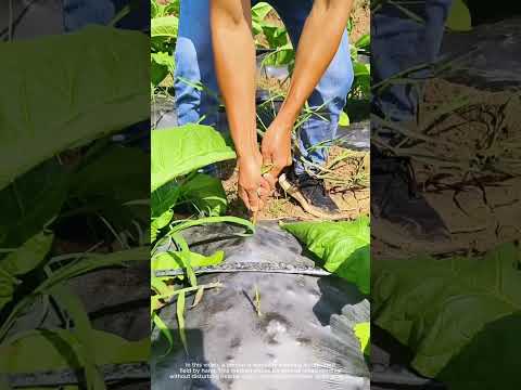 Weeding by Hand: Protecting Crops the Traditional Way