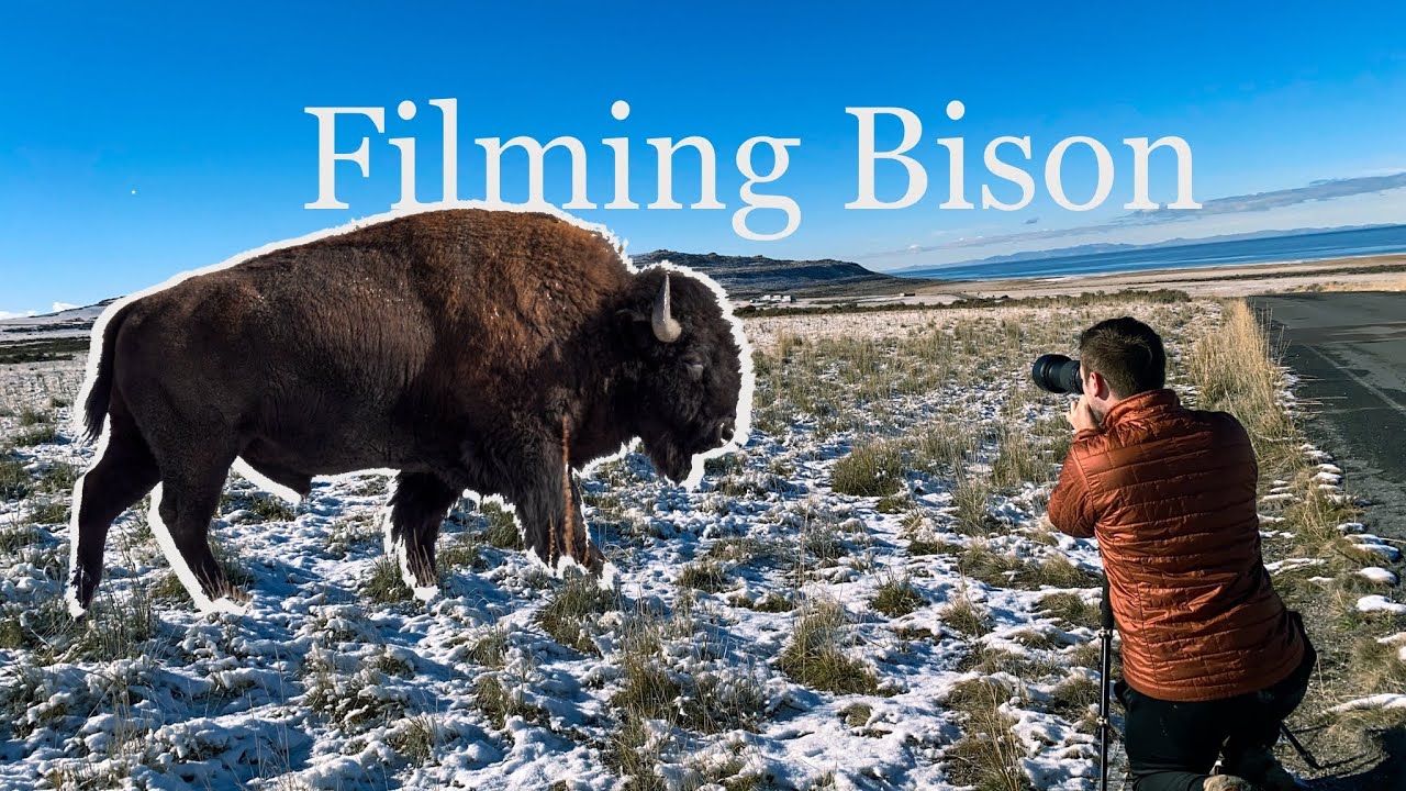 I Photographed BISON at Antelope Island State Park