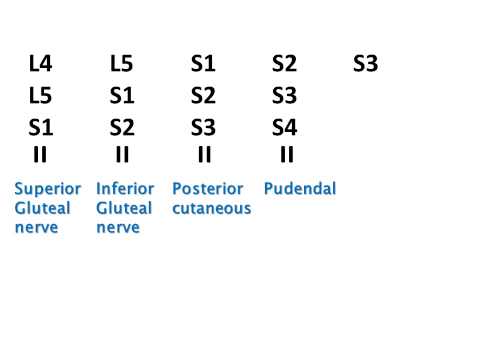 Sacral plexus