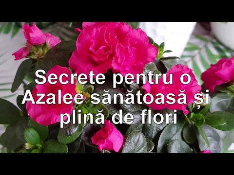 Secrete pentru o Azalee sanatoasa si plina de flori