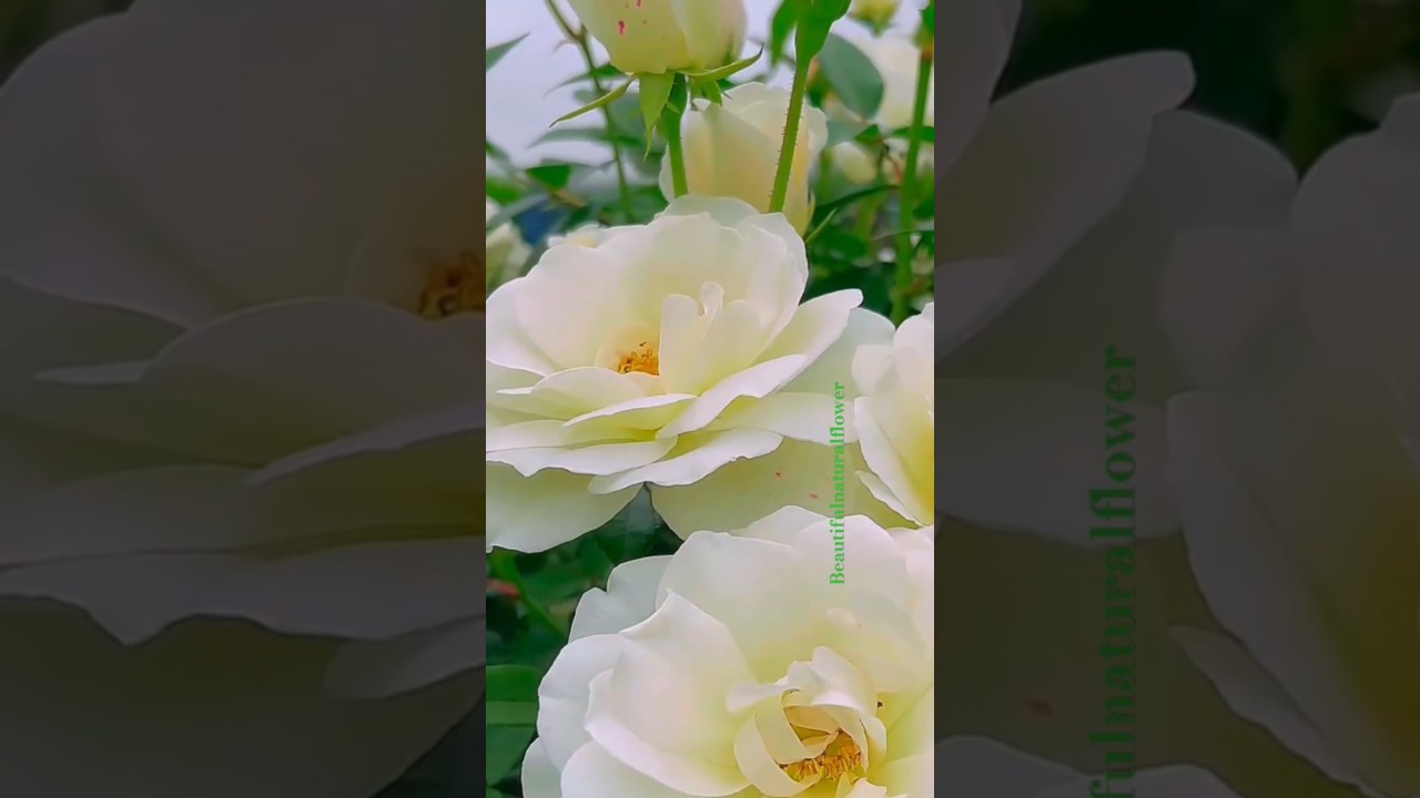 White roses #flowers #roseflowergarden #naturalflowers #nature #flowertypes #beautifulflower #rose