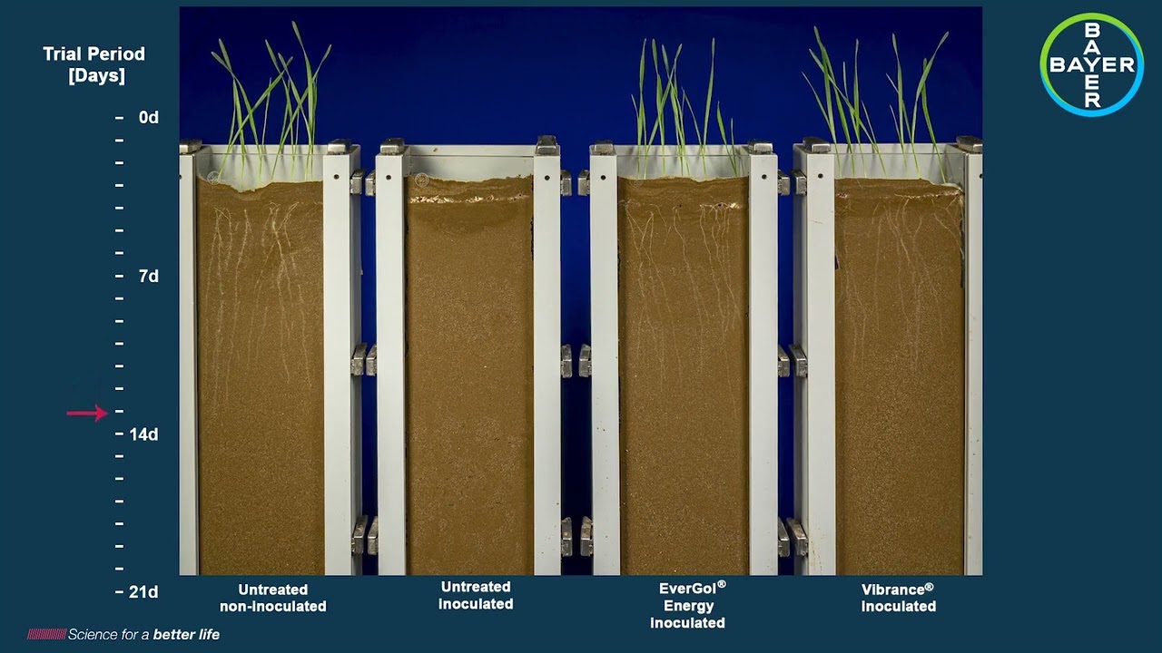 EverGol Energy Time-lapse Footage | News | Bayer Crop Science Australia
