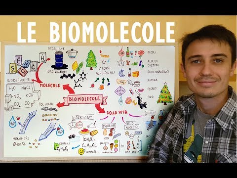 Le biomolecole in modo semplice - #biochimica a disegni