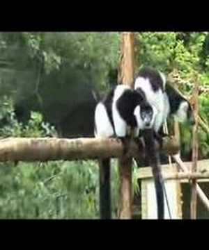 Know Your Primate: Vertical Clingers and Leapers | Afarensis ...