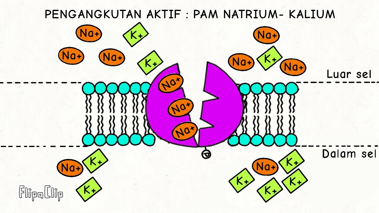 BIOLOGI TINGKATAN 4: Bab 3- Pengangkutan Aktif ( Pam Natrium-Kalium)