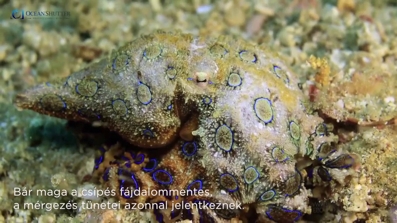 Ismeretterjesztő kisfilmek - Búvárbázis Búváriskola - Hivatalos 5 Star PADI