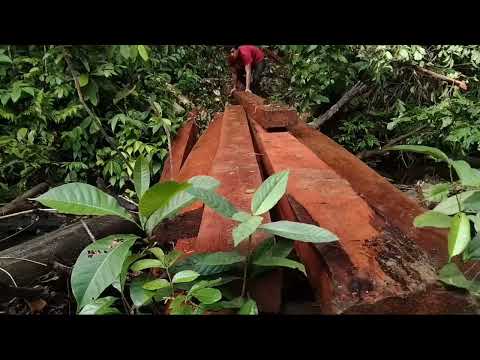 REMOVING MERBAU WOOD FROM THE MOUNTAIN||WOOD WORKING