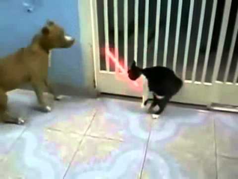 Steam Community :: Video :: Dart Cat