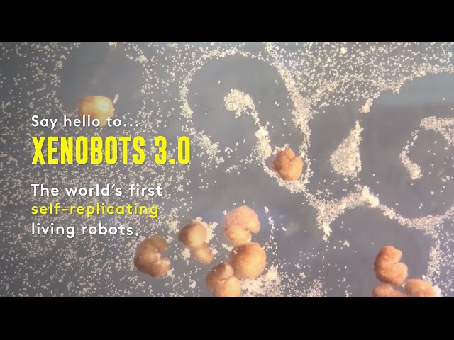 Living 'Xenobots' Are World's First Self-Replicating Robots - Nerdist Living 'Xenobots' Are World's First Self-Replicating Robots - Nerdist