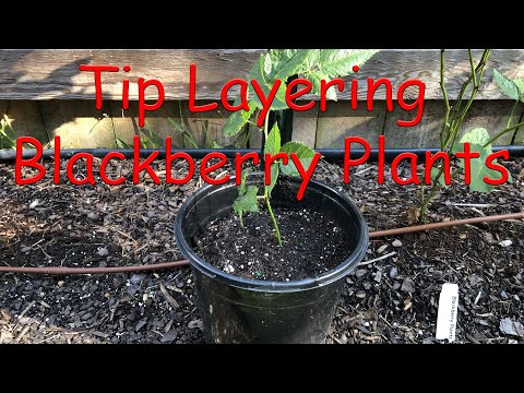 Blackberry Tip Layering – SteveShoemake